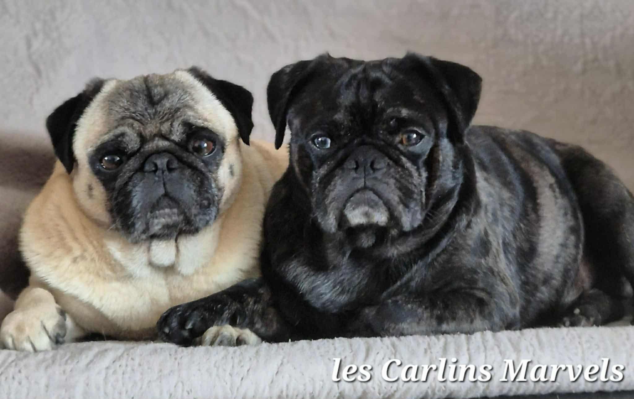 Suivez-nous - Les carlins marvels